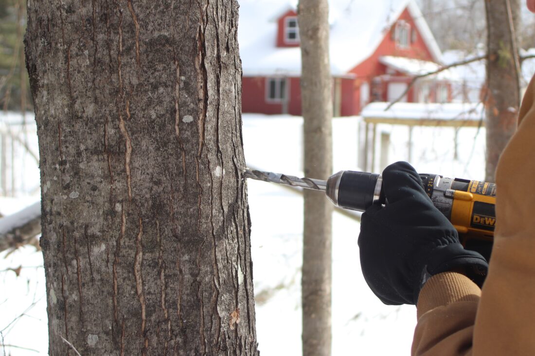 Tapping Your Maple Trees: Problems and Solutions - Grit Tapping Your ...